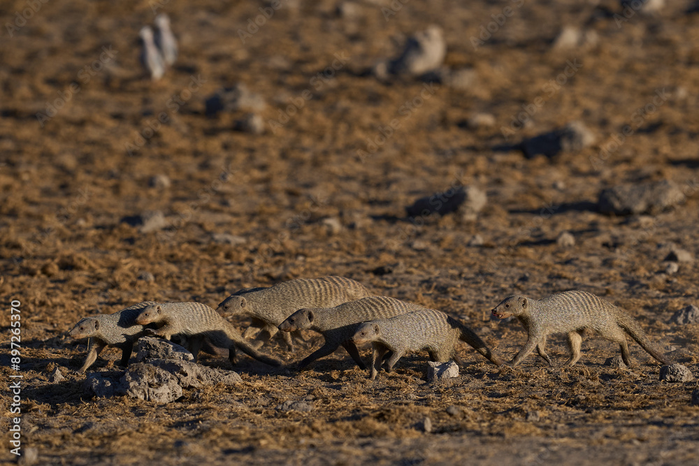 Group of Banded Mongoose (Mungos mungo) approaching a waterhole in ...