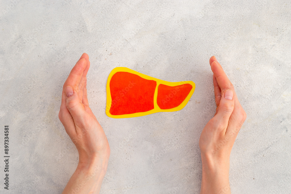 Paper liver organ model in human hands, top view. Medical concept Stock ...