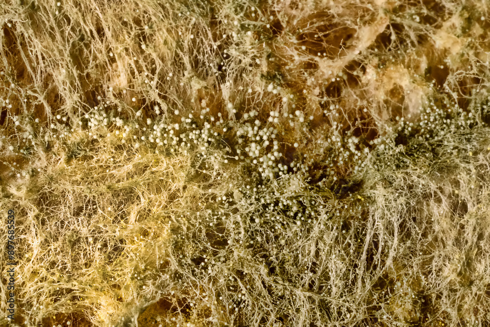 Penicillin and aspergillum mold on bread. Colonies of species of mold ...