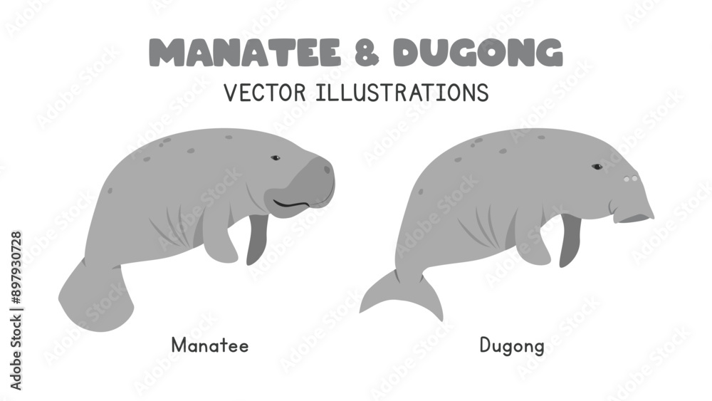 Poster Manatee and dugong comparison vector illustrations – Wall Art ...