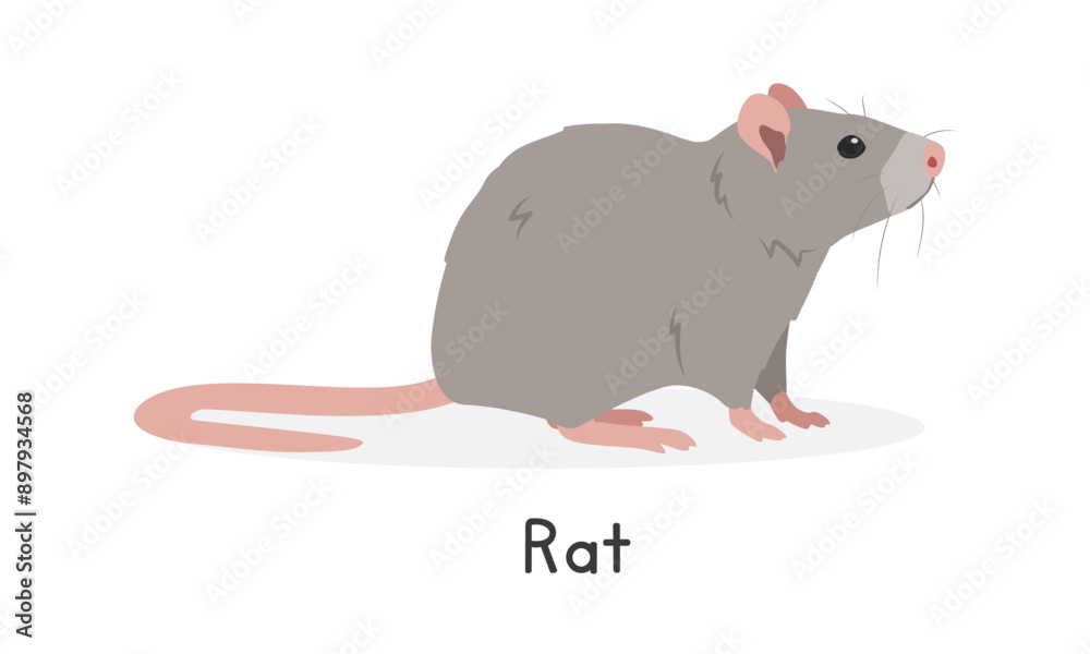 Rat vector illustration, cartoon clipart character, animal in flat ...