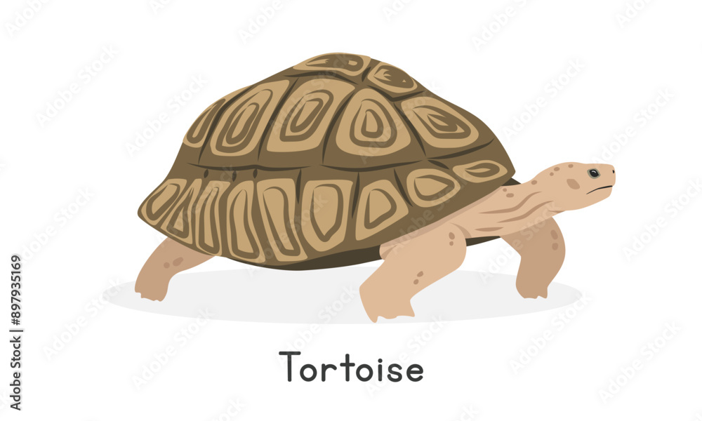 Poster Tortoise vector illustration, cartoon clipart character, animal ...