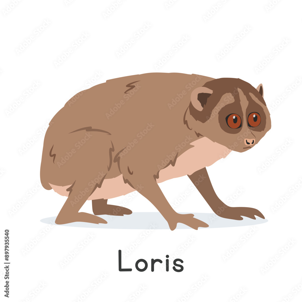 Loris vector illustration, cartoon clipart character, animal in flat ...