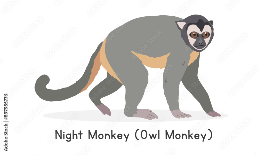 Colombian night monkey vector illustration, cartoon clipart character ...