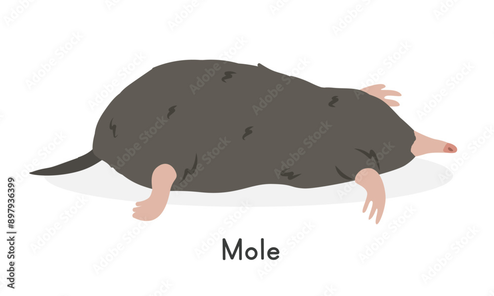 Common mole vector illustration, cartoon clipart character, animal in ...