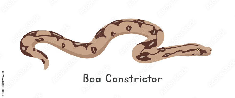 Boa constrictor vector illustration, cartoon clipart character, animal ...
