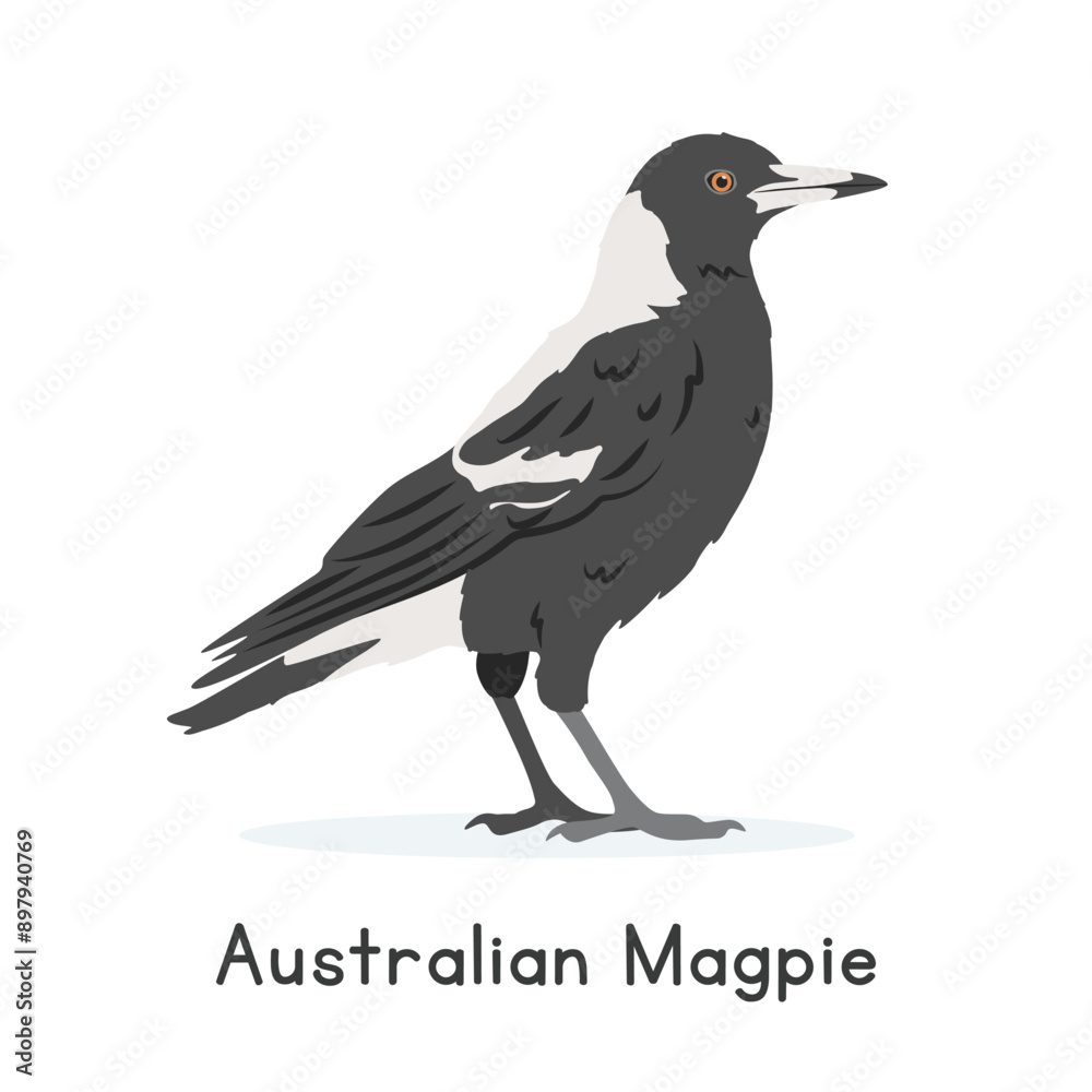 Australian magpie vector illustration, cartoon clipart character ...