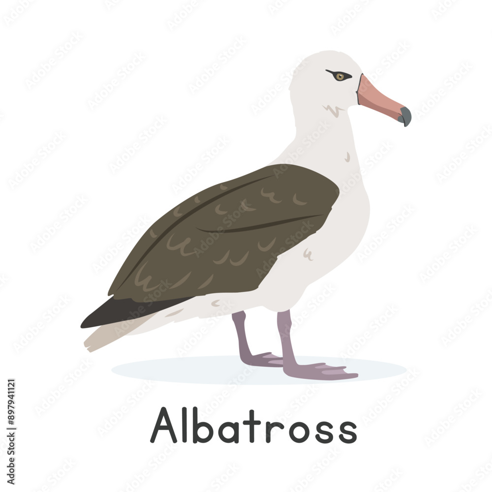 Snowy albatross vector illustration, cartoon clipart character, animal ...