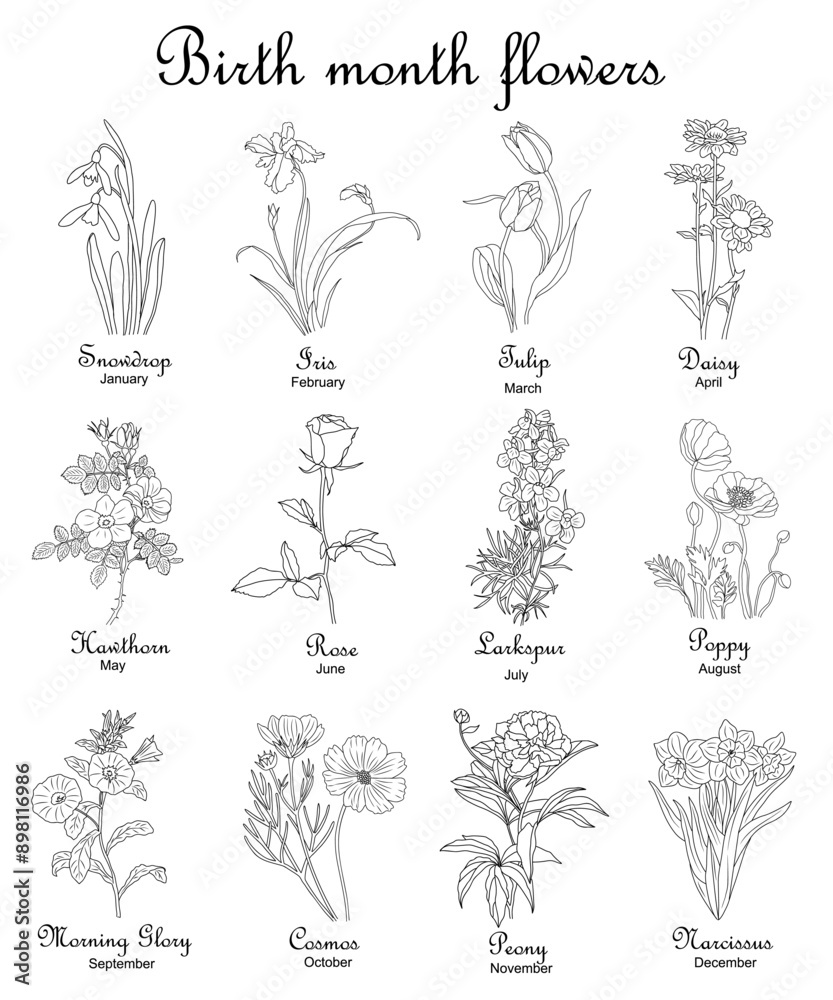 Set of Birth month flowers colored line art vector illustrations ...