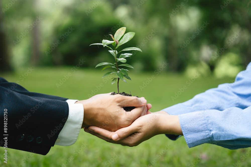 Business hands holding green plant tree together for sustainable ...