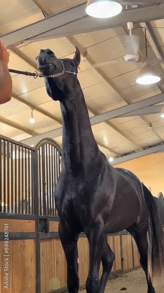 horse standing in a horse farm. harmony of horses wearing equipped ...