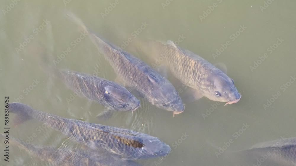 slowly swimming Big common carps in a pond with green water. Freshwater ...