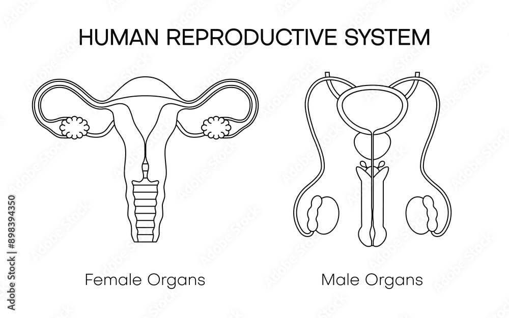 Human male and female reproductive system in line style isolated on ...
