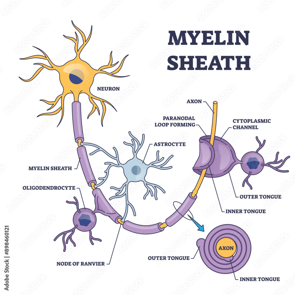 Myelin sheath layer for axon nerve with detailed structure outline ... Myelin sheath layer for axon nerve with detailed structure outline ...