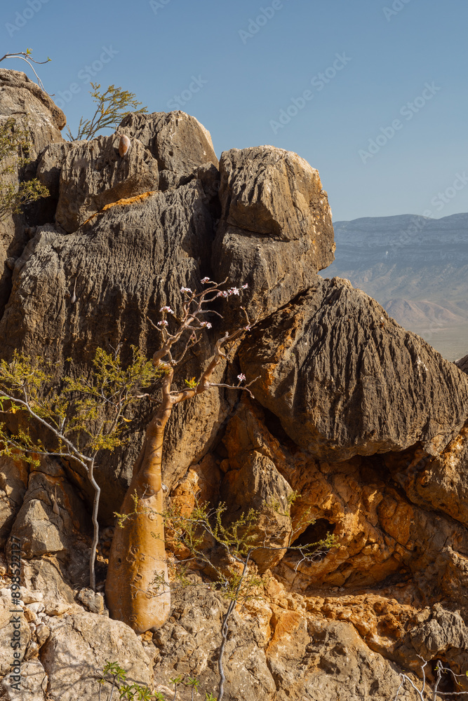 Bottle trees on the rocks and hills of Socotra. Beautiful views of the ...