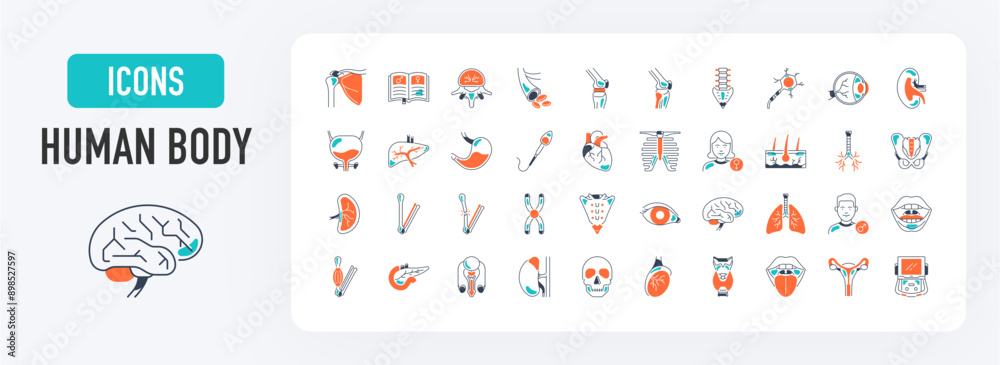 Bundle of body parts and organs icons. Human body vector icon ...