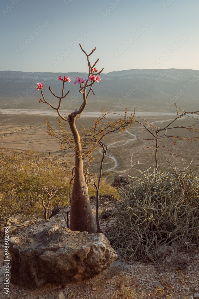 Blooming desert rose- know as bottle tree - one of the symbols of ...