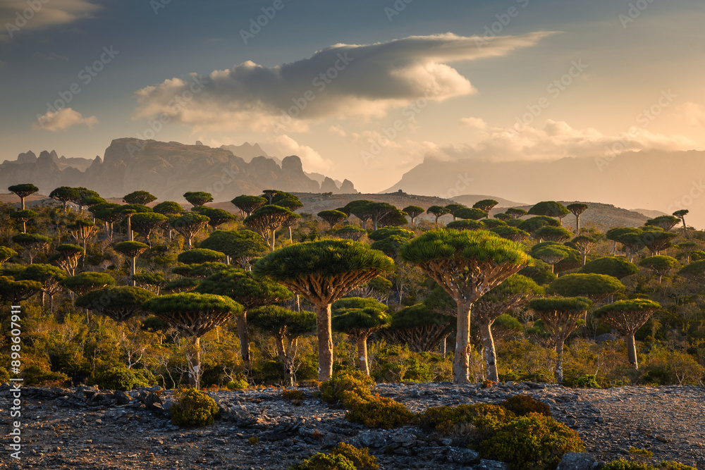 Firmihin Dragon`s Blood Tree Forest in Socotra- the only one of its ...