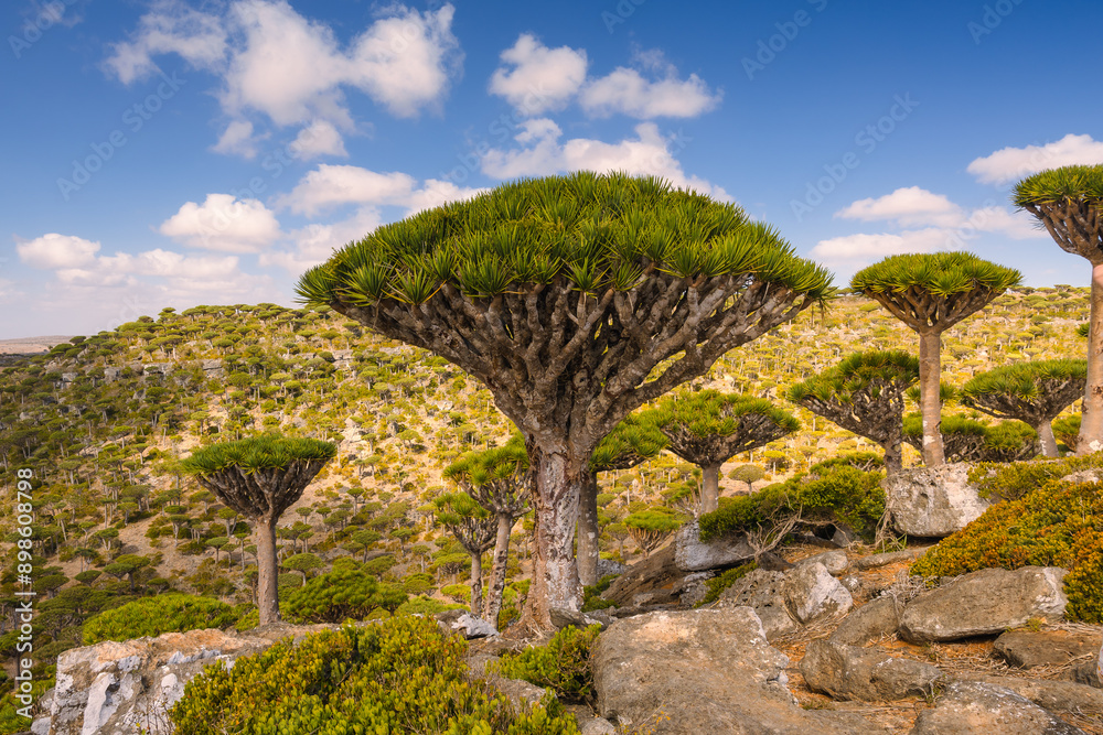 Firmihin Dragon`s Blood Tree Forest in Socotra- the only one of its ...