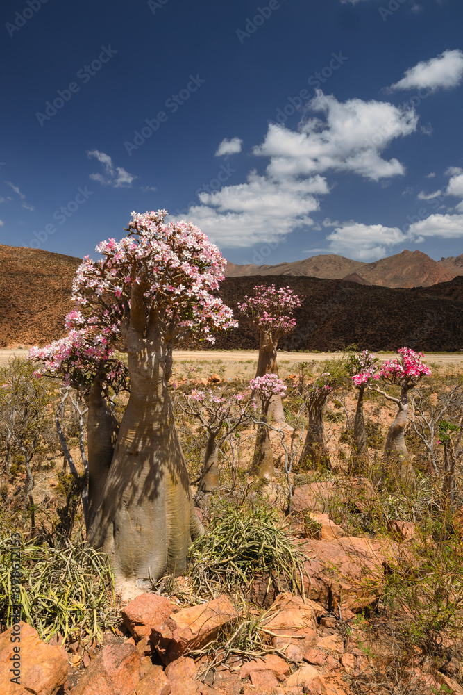 Blooming desert rose- know as bottle tree - one of the symbols of ...