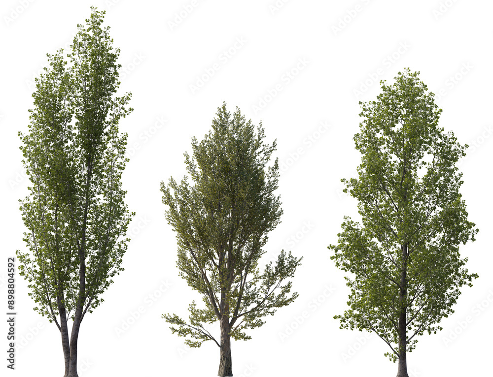 Poster Set of Populus tomentosa and Populus nigra (the black poplar ...