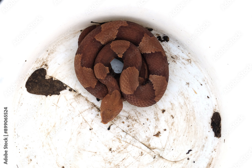 Pit viper venomous Copperhead snake caught in bucket from top view ...
