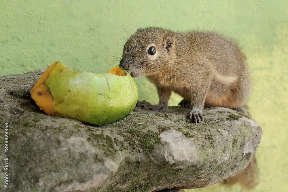 A young plantain squirrel is eating ripe mango fruit that has fallen to ...