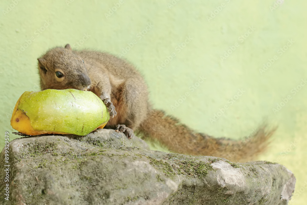 A young plantain squirrel is eating ripe mango fruit that has fallen to ...