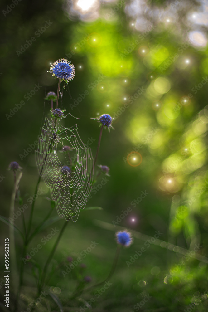 highland flower spider web natural floral wild life vertical ...