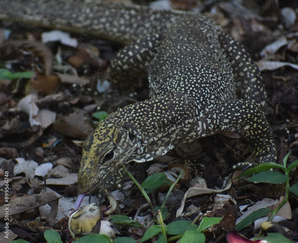 Beautifully spotted monitor lizard hunting in a Malaysian park Stock ...