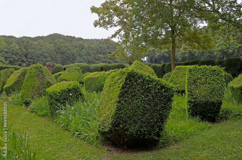 Buis taillé, Buxus sempervirens, Jardins de la ferme du mont des ...