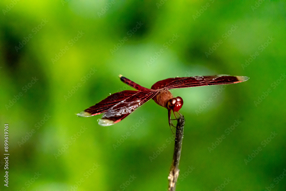dragonfly on a branch, Neurothemis terminata is a species of dragonfly ...