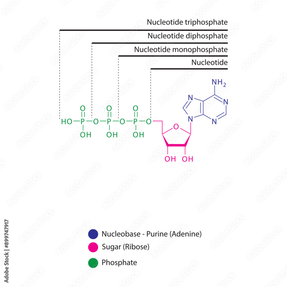 Diagram of nucleotide - Adenosine mono, di and trip phosphate skeletal structure schematic ...