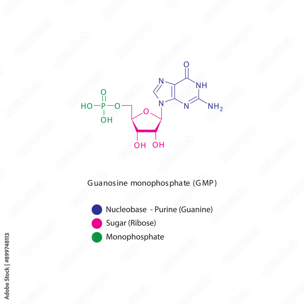 Guanosine monophosphate (GMP) skeletal structure schematic illustration ...