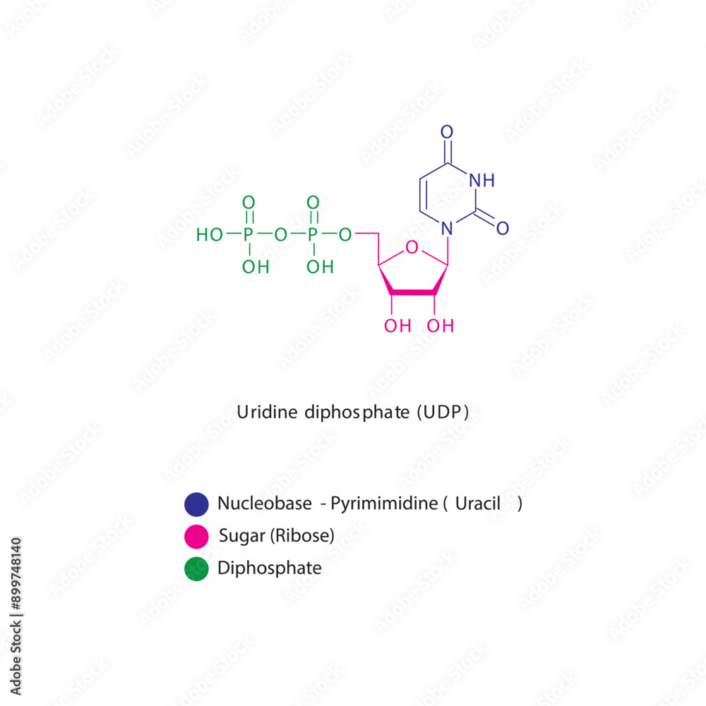 Uridine diphosphate (UDP) skeletal structure schematic illustration, Nucleoside molecule. Stock ...