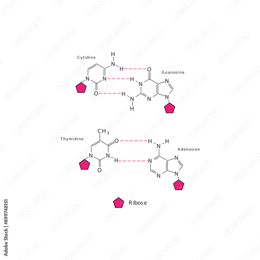 Diagram showing hydrogen bonds between DNA nitrogenous bases - Cytidine ...