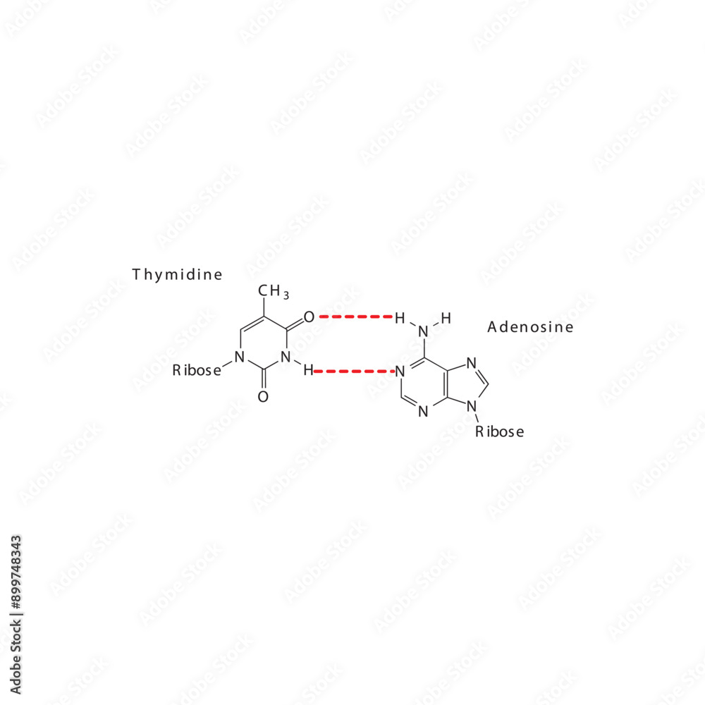 Diagram showing hydrogen bonds between DNA nitrogenous bases ...