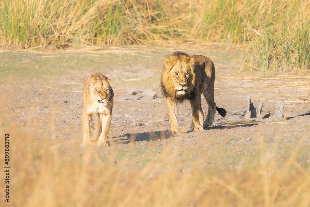 Family of African lion (Panthera leo), male with female lion, Moremi ...