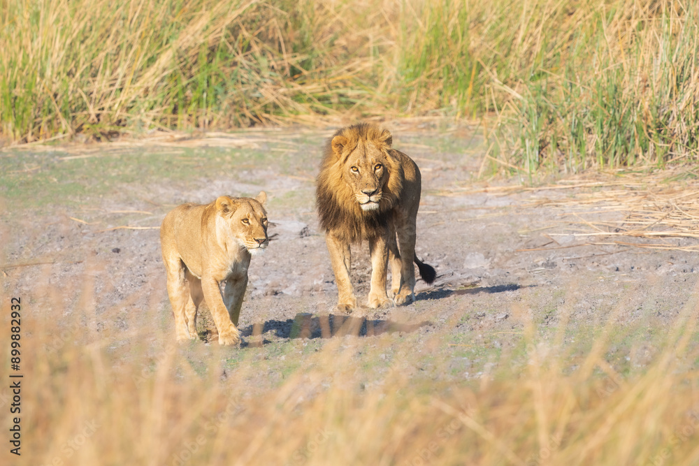 Family of African lion (Panthera leo), male with female lion, Moremi ...