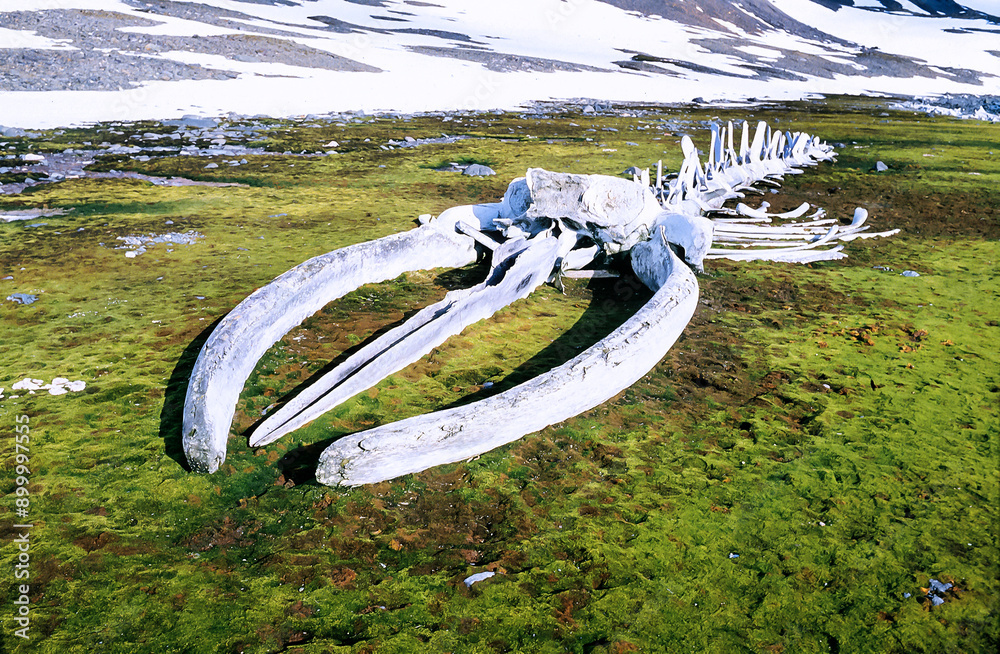 Bone of a blue whale, hunted during the early 20th century, threatened ...