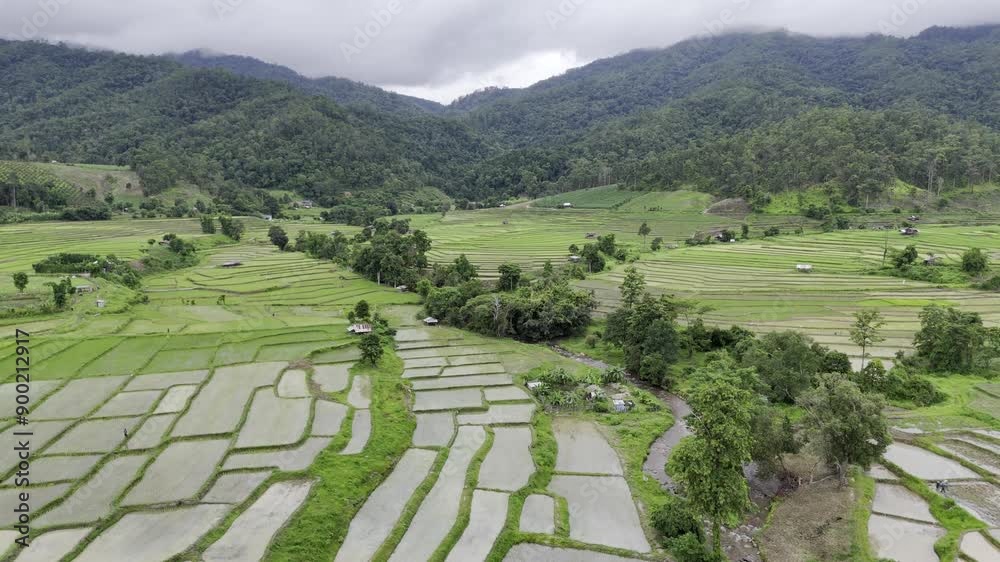 Beautiful rice fields, bright green color of young rice. .Terraced rice ...