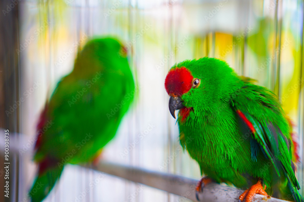 Two caged hanging parrots, small birds native to the Indian continent ...
