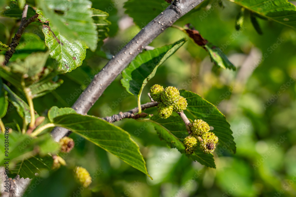 Alnus alnobetula is a common tree widespread across much of Europe ...