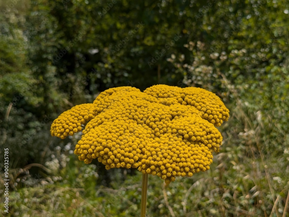 View of a corymb (cluster of flowers) of fernleaf yarrow (Achillea ...