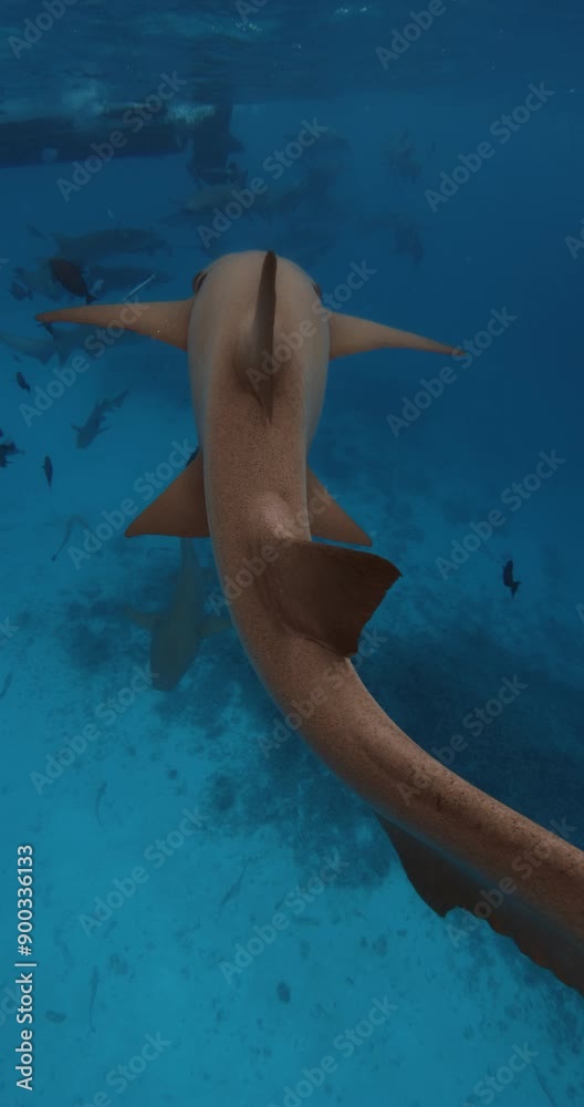 Nurse sharks swims underwater in blue ocean. Shark tail in tropical sea ...