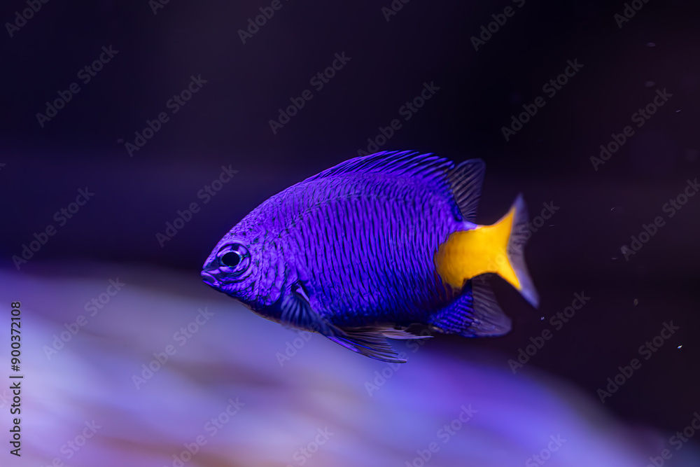 Yellowtail Blue Damselfish glides through its natural habitat, the ...