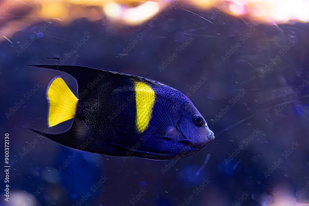 The vivid elegance of the Arabian Angelfish, also known as Crescent ...