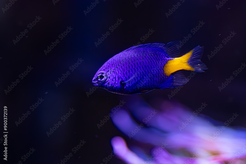 Yellowtail Blue Damselfish glides through its natural habitat, the ...