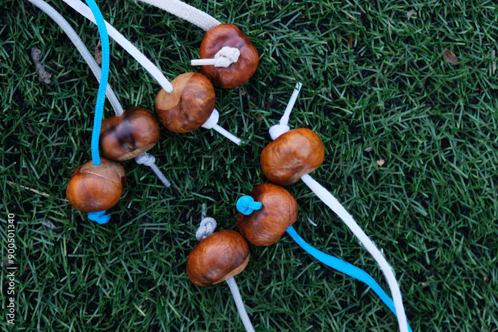 Conkers. Fruit of the Horse chestnut tree with string for traditional ...