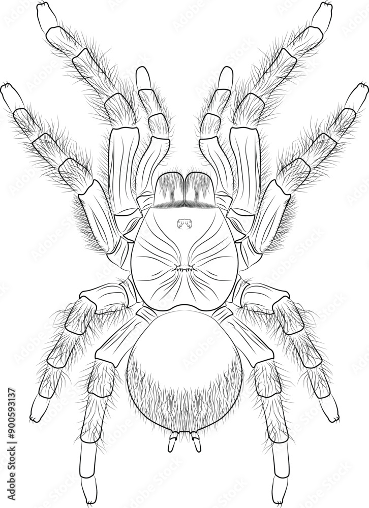 Goliath birdeater, Theraphosa blondi belongs to the tarantula family ...